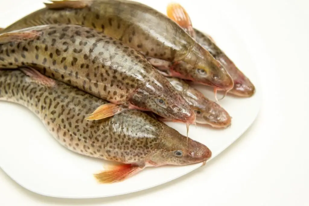 Best Methods To Hook A Minnow Without Killing It Like A Pro