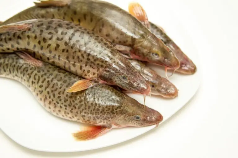 Best Methods To Hook A Minnow Without Killing It Like A Pro
