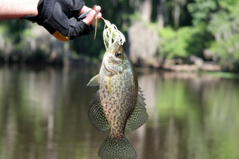 How to Fillet A Crappie | Quick & Easy Way to Clean & Prepare Crappie Fish