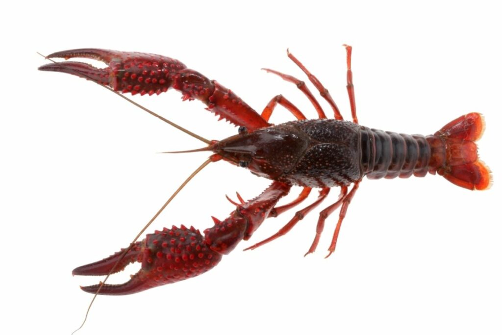 What do Crawfish like to eat? | Are They Related To Crabs And Lobsters