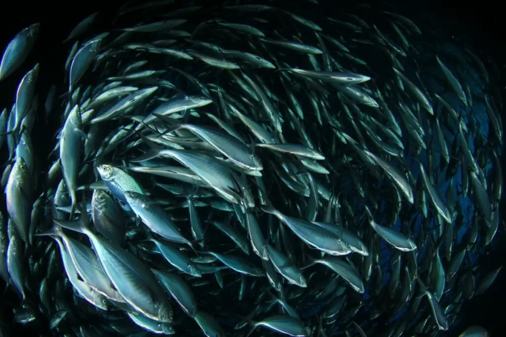 Do Fish See In The Dark or Have Night Vision? | All You Need to Know