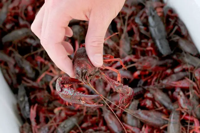 How to Catch and Bait Crawfish | Where to Set Crawfish Traps