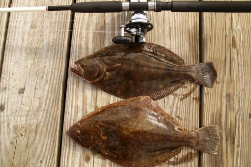 The Best Way To Catch Flounder | Best Bait for Flounder and How to Use It