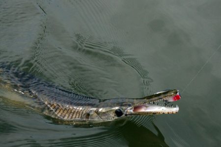Gar Fishing Methods and Tips | How to Catch, Land, and Eat Gar
