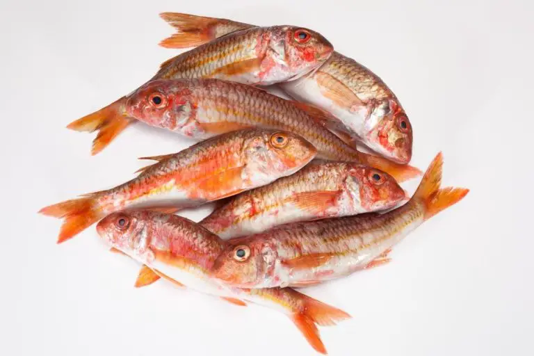 The Best Baits for Mullet Fishing | What Do Mullet Eat For Bait