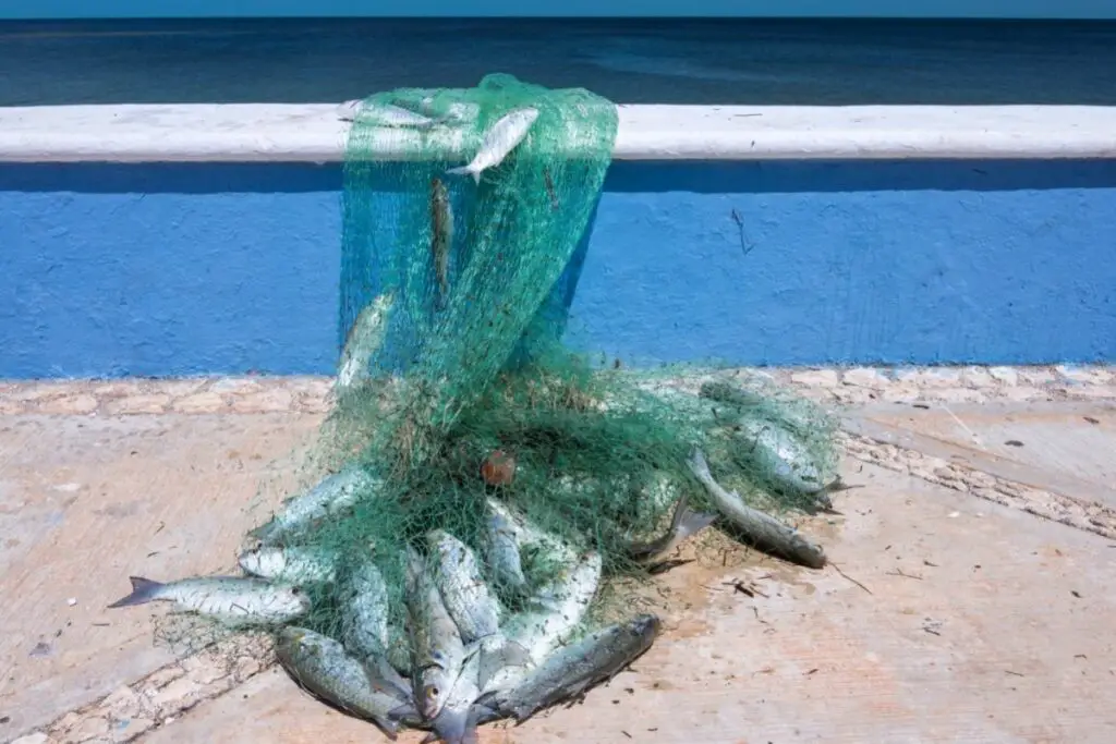 The Best Baits for Mullet Fishing | What Do Mullet Eat For Bait