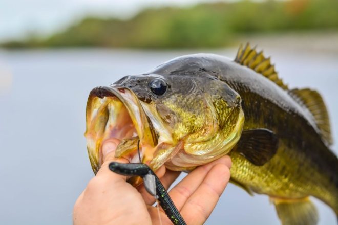 How To Hold, Support & Handle a Bass Like an Expert | Stop the Lip Grip!