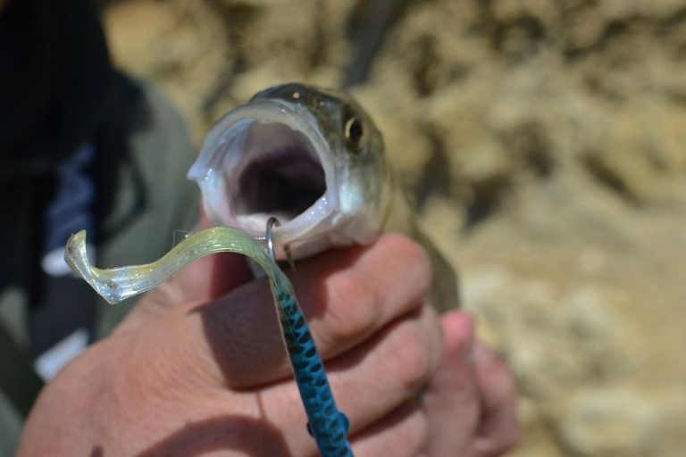 Can You Texas Rig A Real Worm? | Rig a Texas Worm - Basic Angling Tips