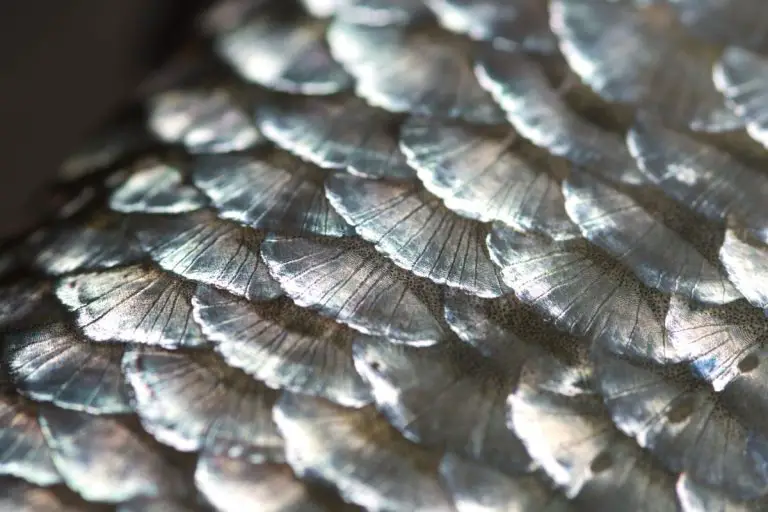 How to Easily Gut and Scale a Whole Fish | Fish Scaling Tips