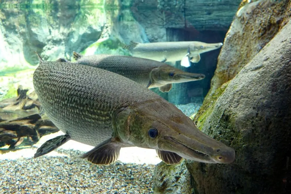 Gar Fishing Methods and Tips | How to Catch, Land, and Eat Gar