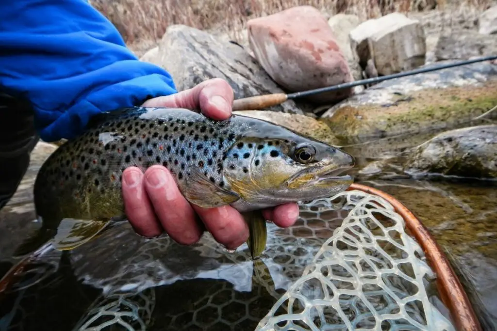 The Do's and Dont's of Trout Handling | Hold A Trout Without Harming It