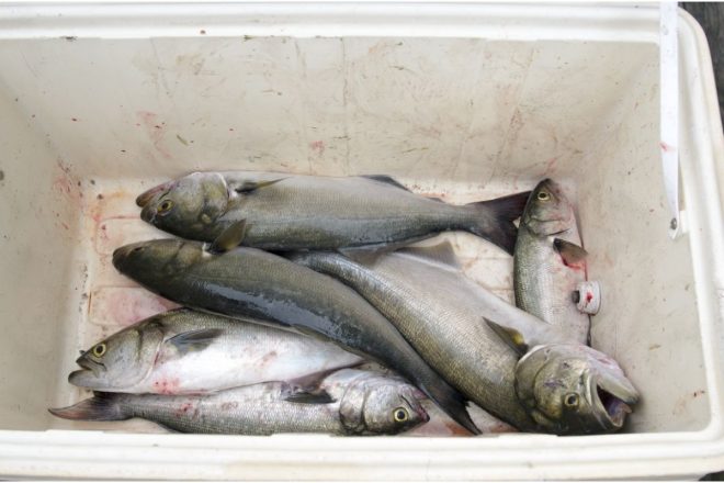 How to Choose the Right Fishing Cooler | Right Fishing Cooler