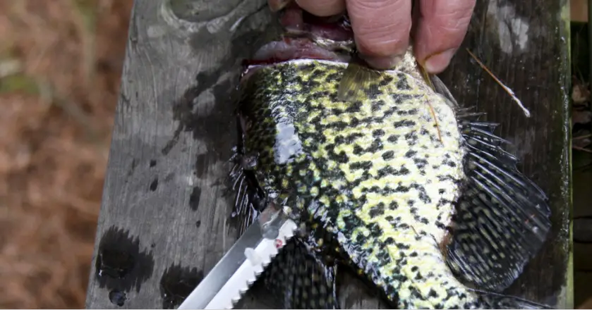 How to Fillet A Crappie | Quick & Easy Way to Clean & Prepare Crappie Fish